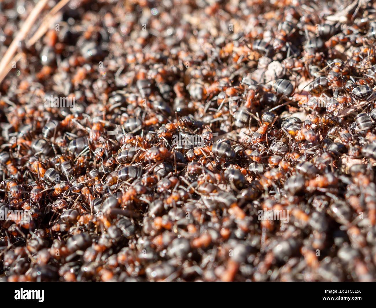 Spring revival of Red ants (Formica rufa). Masses of ants have climbed ...