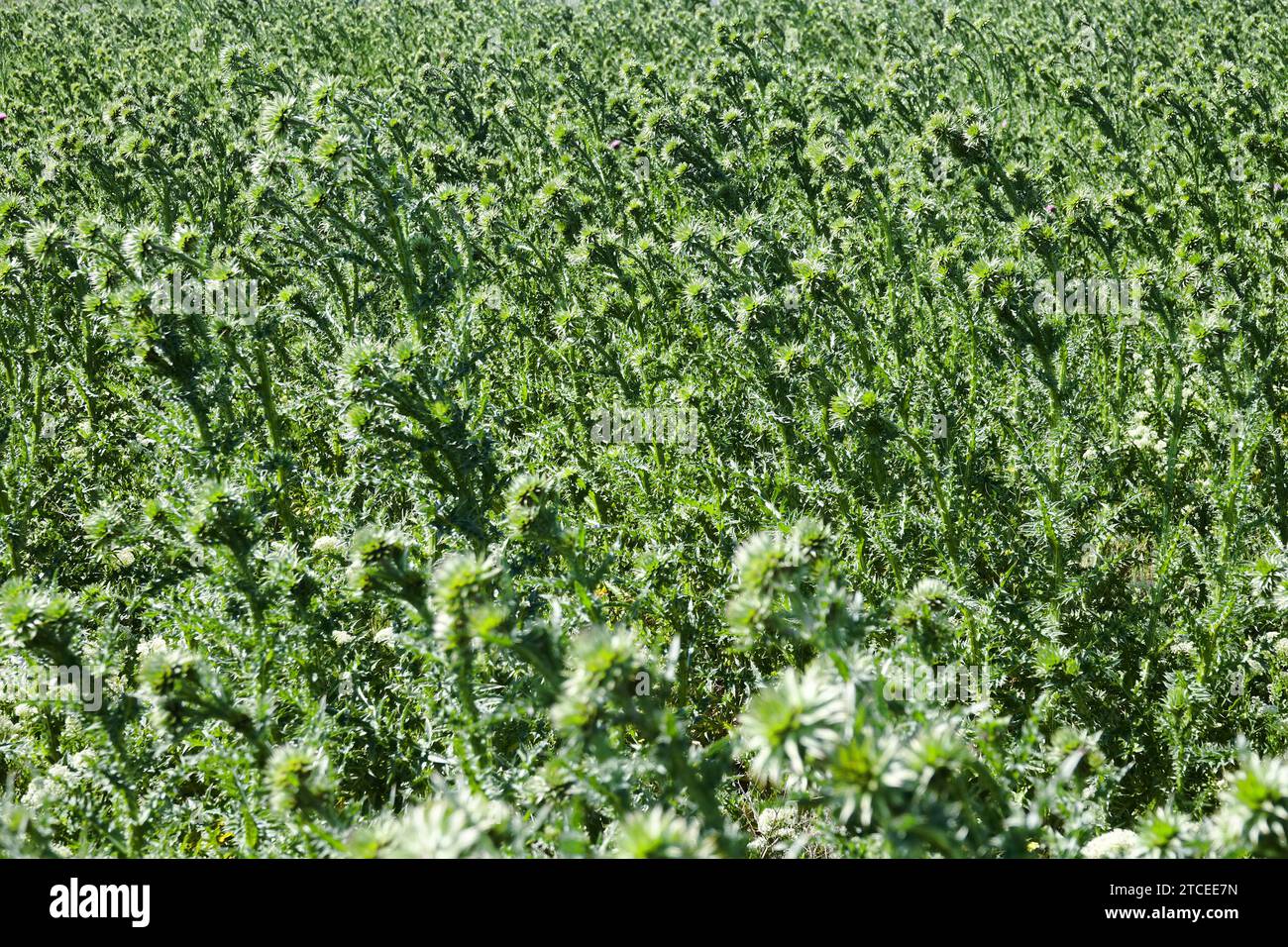 Acanthus bristlethistle hi-res stock photography and images - Alamy