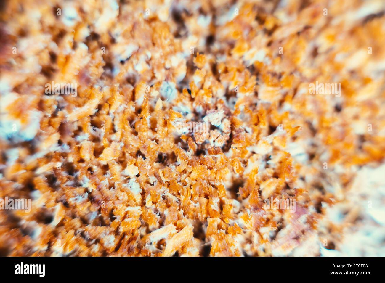 For timber industry. Cross section, saw cut of the wet tree. Extreme ...