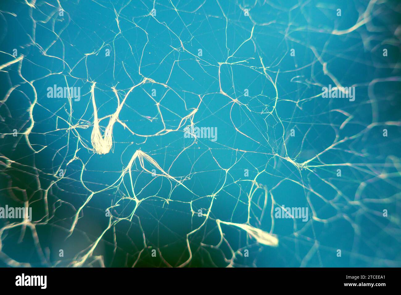 Hyphae of mold fungi or leaf lichens. Extreme close up Stock Photo - Alamy