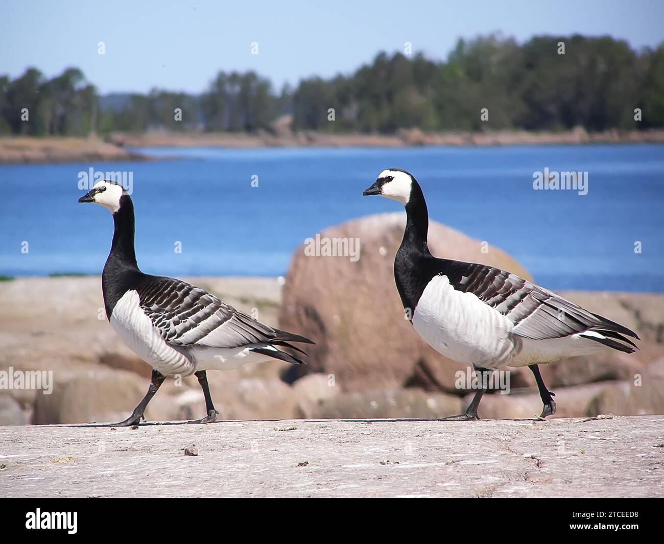 A pair of rare nesting birds Barnacle goose (Branta leucopsis) in the ...