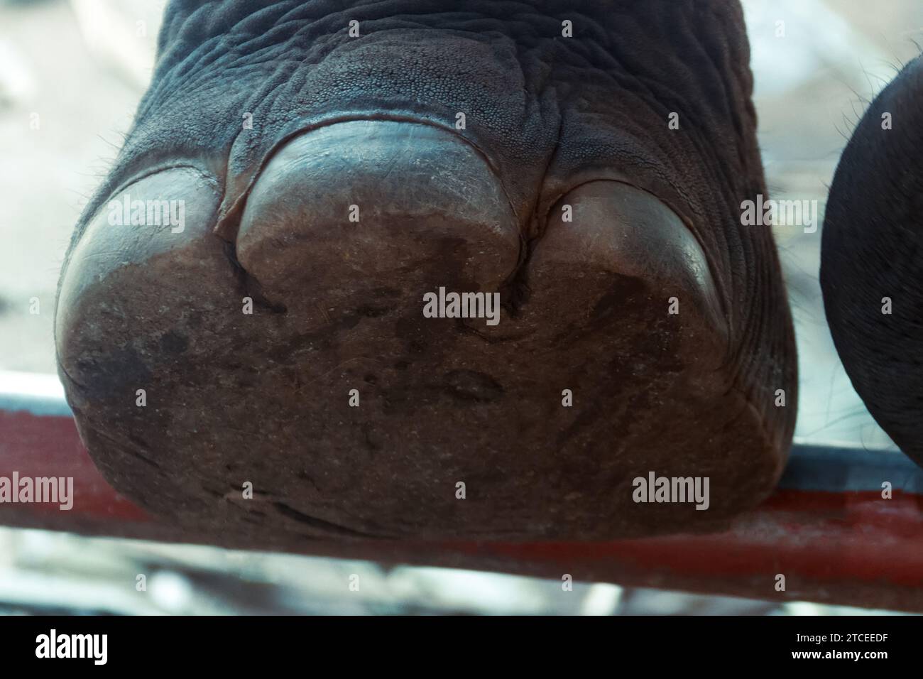 Largest land animal. Indian Elephant foot, hoof, corn formation, unguis ...