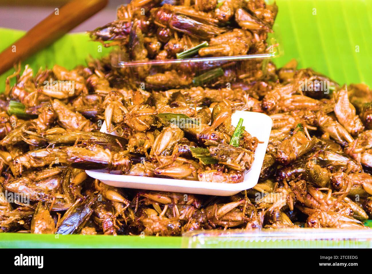 Exotic Asian food. Thai ancient cuisine. Fried insect, cocky, cockroach ...