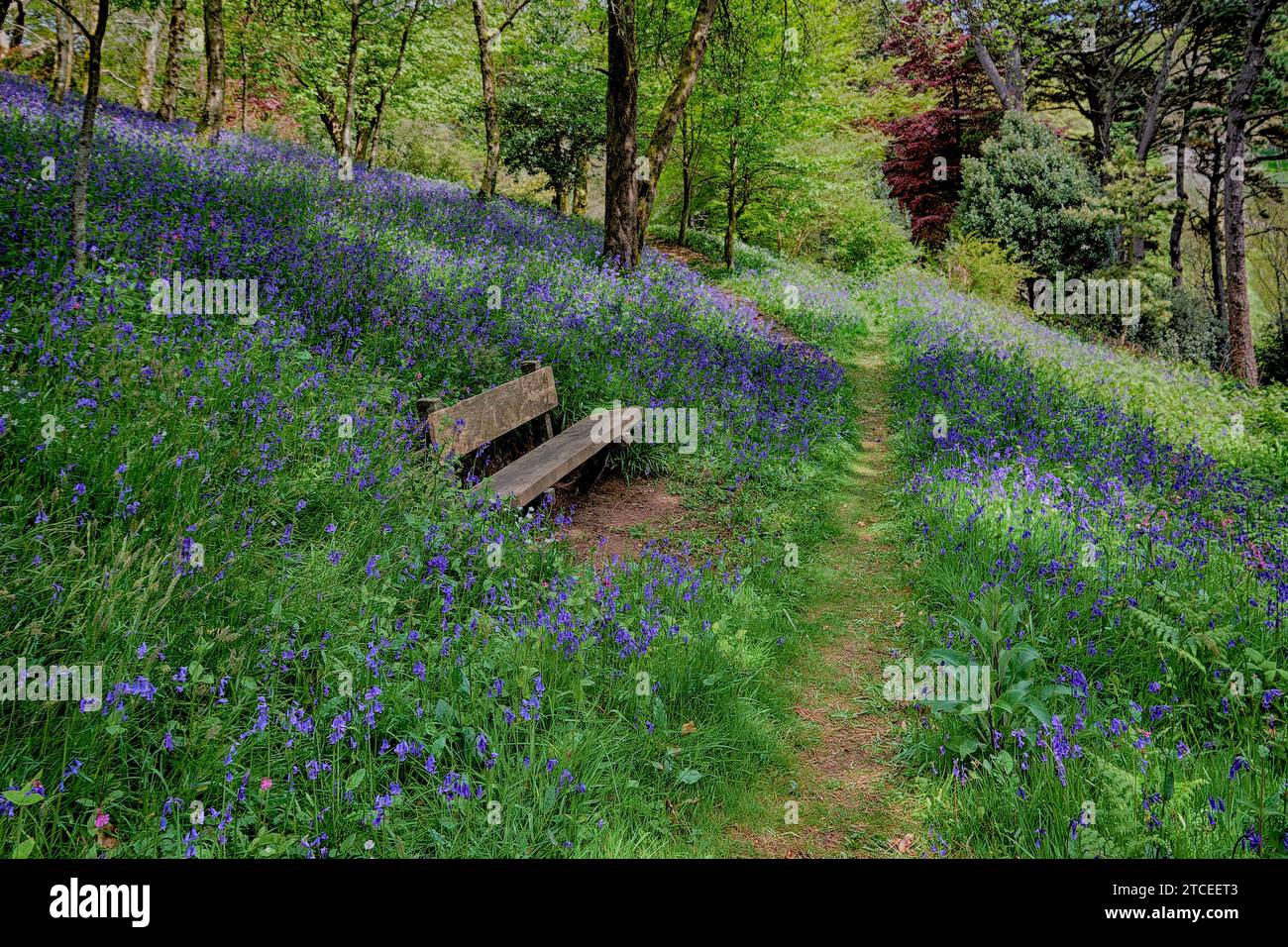 Bluebell walk in Devon England UK Stock Photo - Alamy