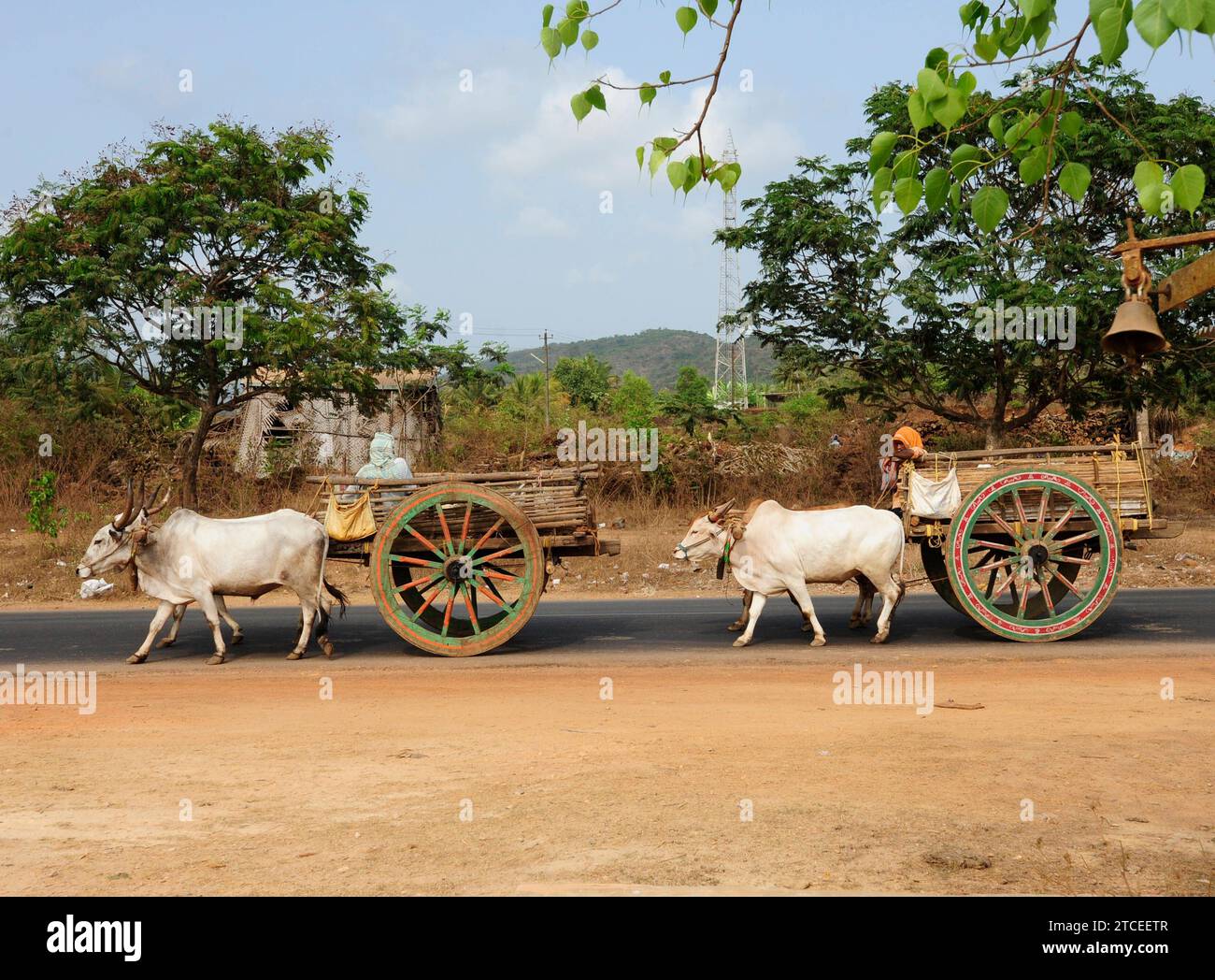 a cow or cattle as a sacred animal in India cow as a sacred animal in ...
