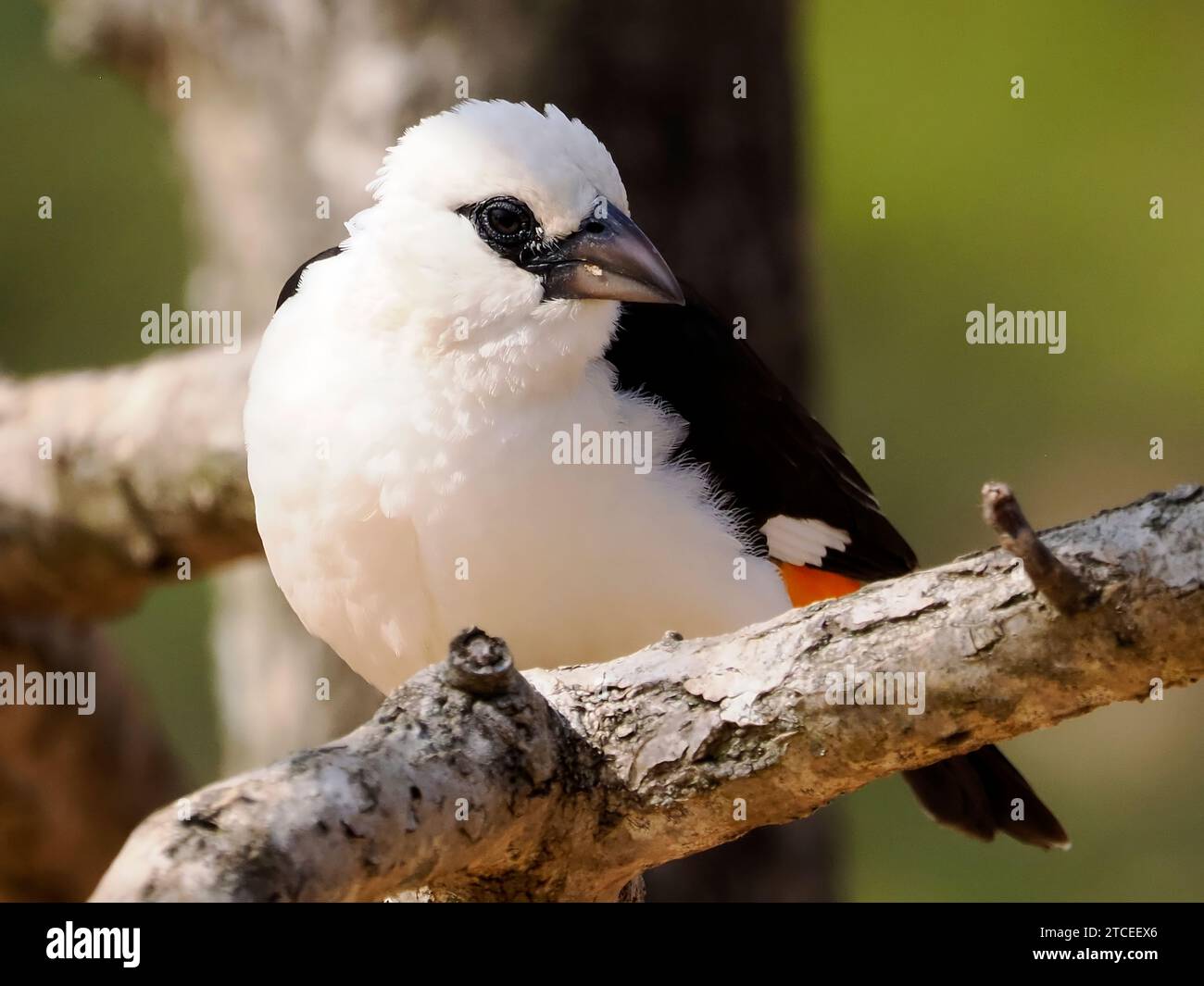 White-headed buffalo weaver (Dinemellia dinemelli) perched on branche ...