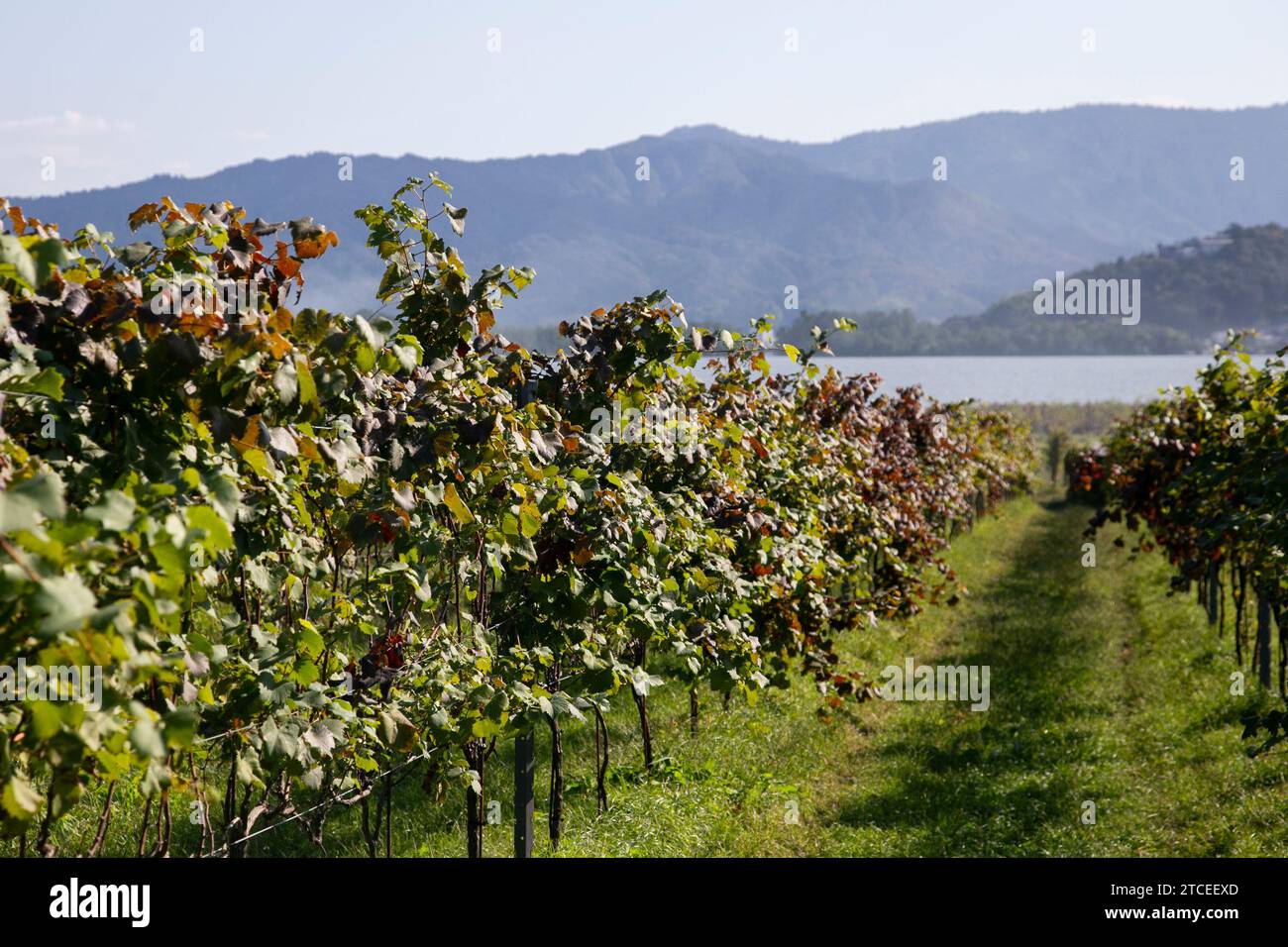 Japanese vineyards of a winery in Amanohashidate in Miyazu in the north ...