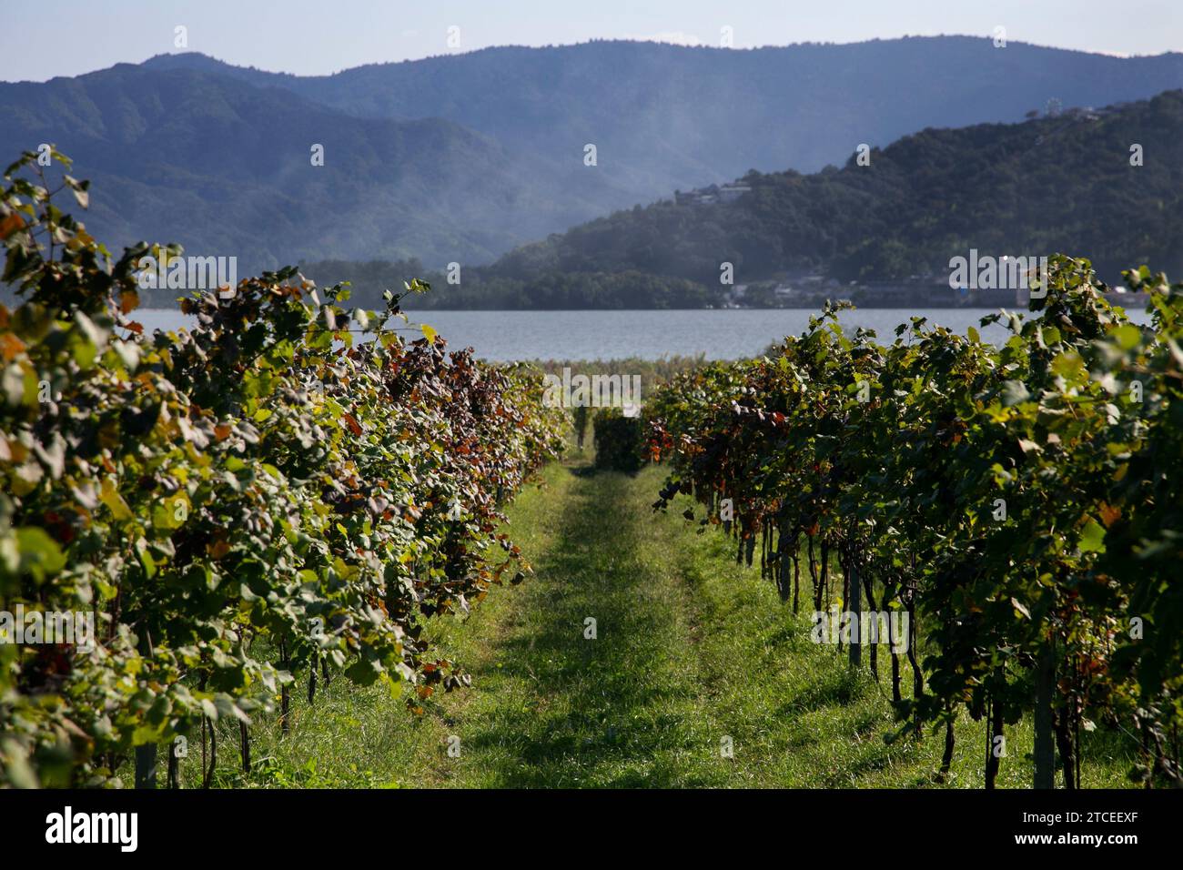 Japanese vineyards of a winery in Amanohashidate in Miyazu in the north ...