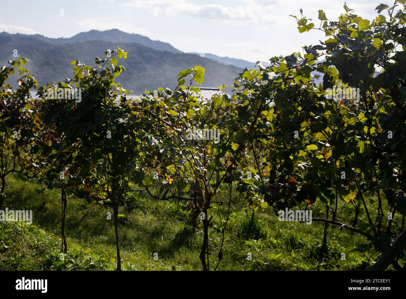 Japanese vineyards of a winery in Amanohashidate in Miyazu in the north ...