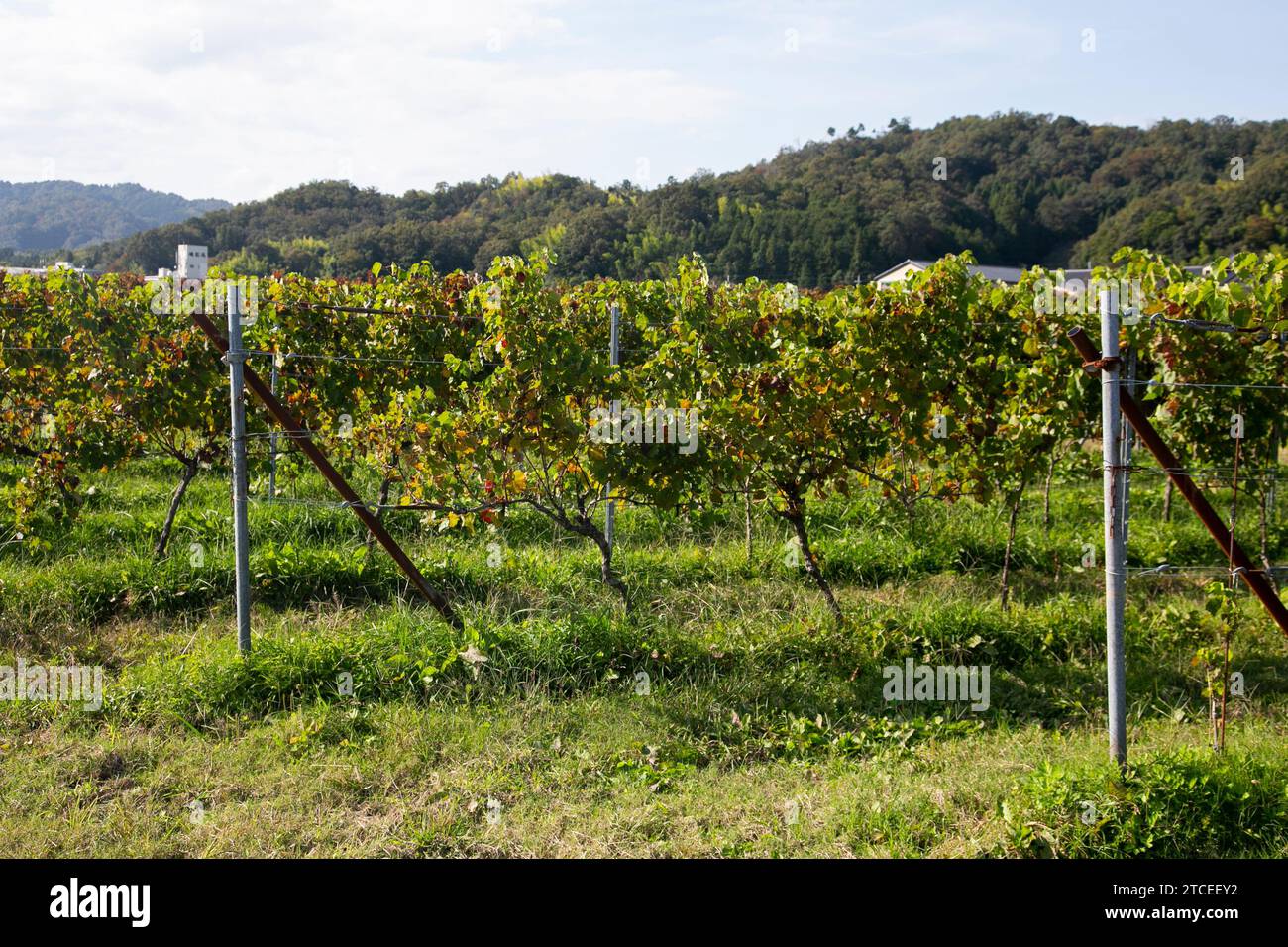Japanese vineyards of a winery in Amanohashidate in Miyazu in the north ...