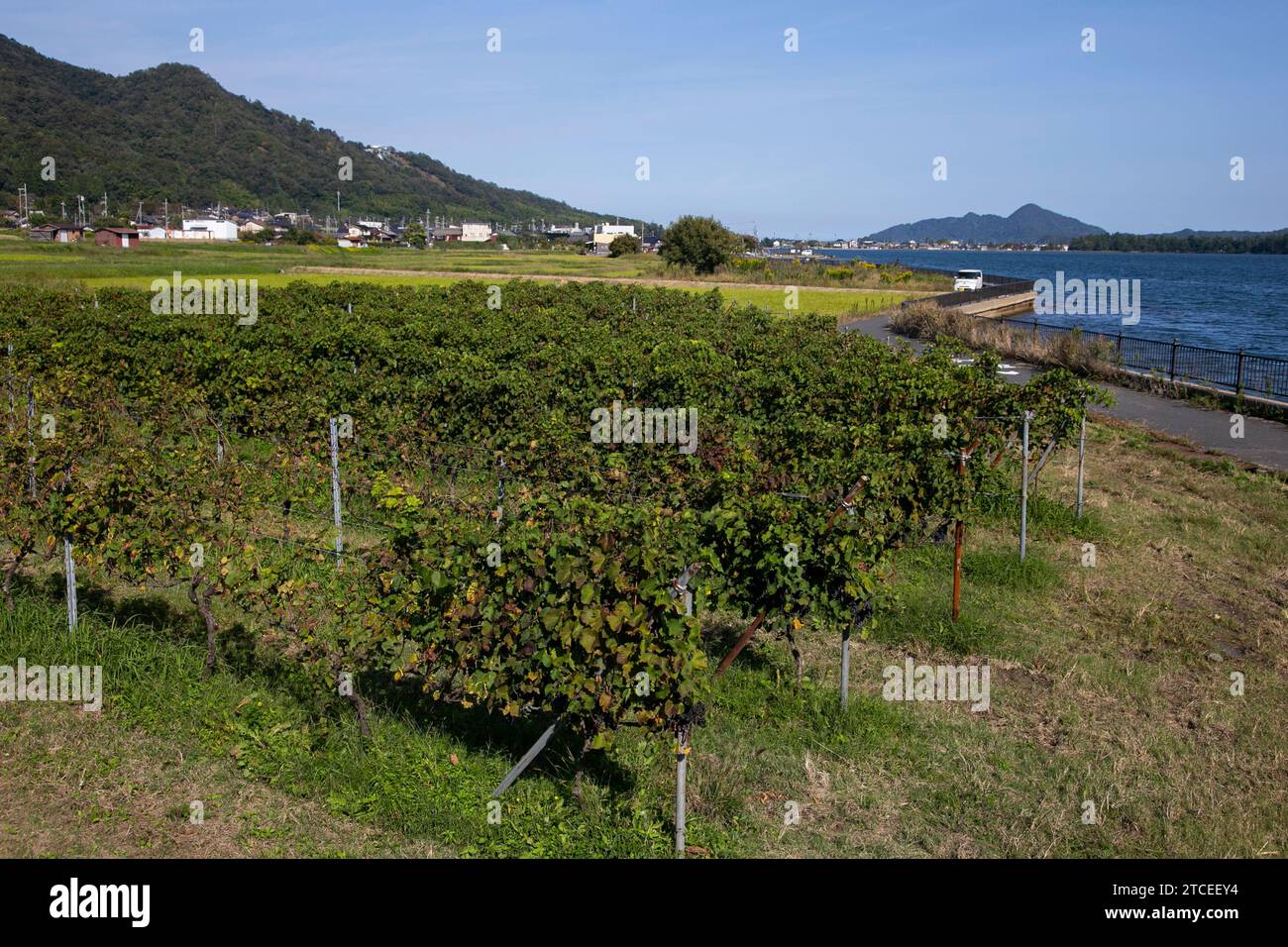 Japanese vineyards of a winery in Amanohashidate in Miyazu in the north ...