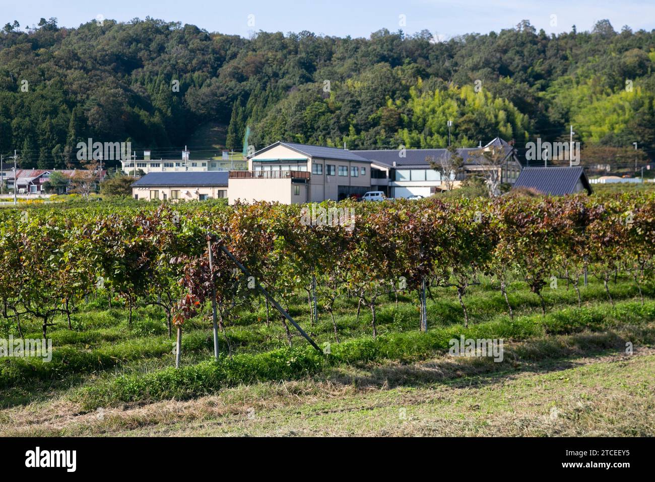 Japanese vineyards of a winery in Amanohashidate in Miyazu in the north ...