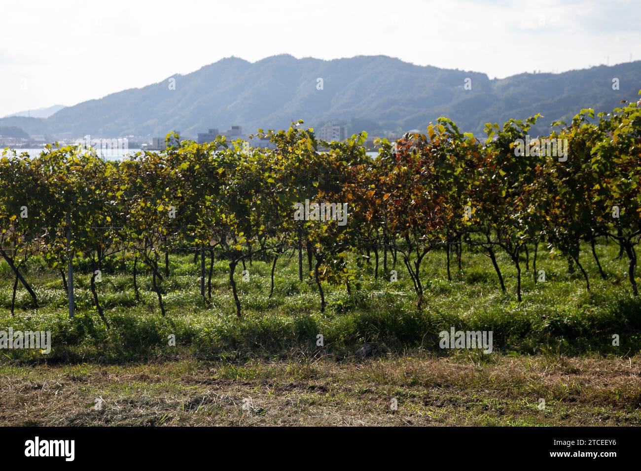Japanese vineyards of a winery in Amanohashidate in Miyazu in the north ...