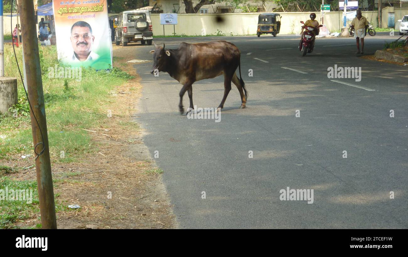a cow or cattle as a sacred animal in India cow as a sacred animal in ...