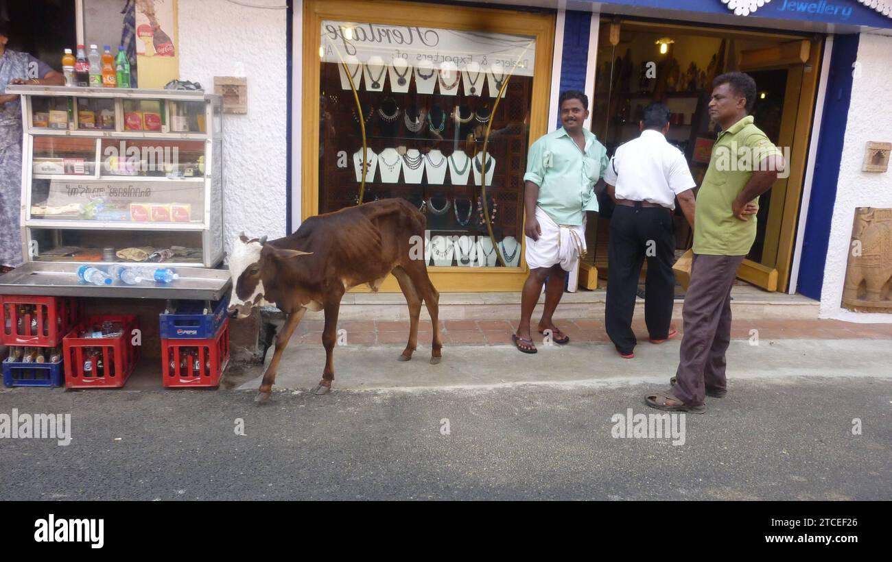 a cow or cattle as a sacred animal in India cow as a sacred animal in ...