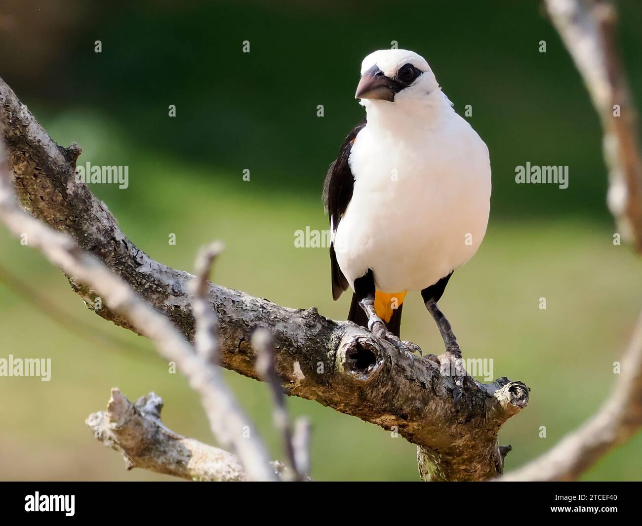 White-headed buffalo weaver (Dinemellia dinemelli) perched on branche ...
