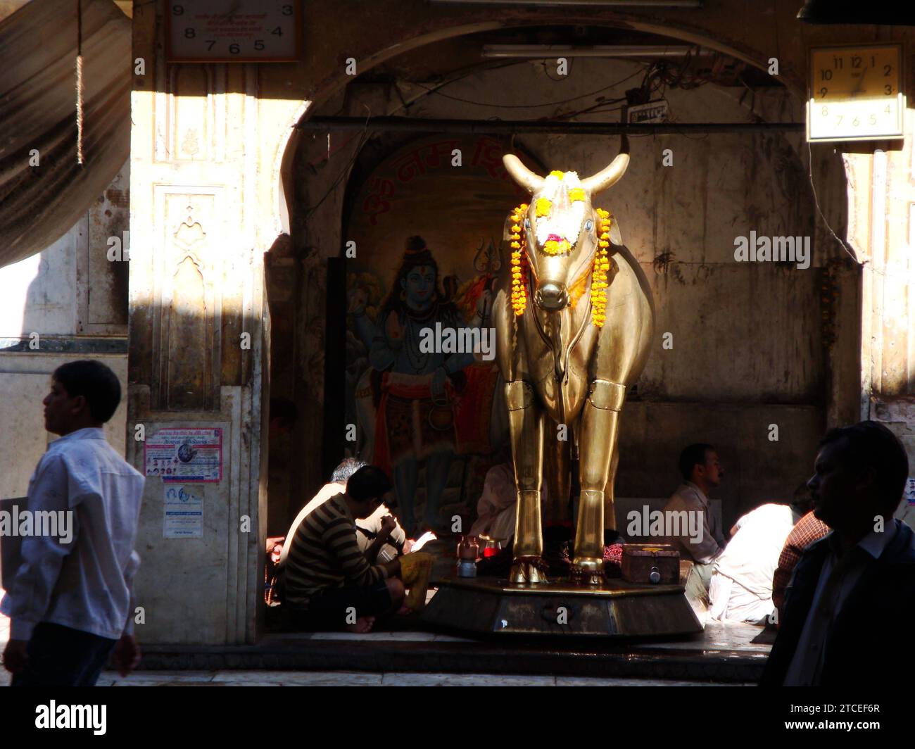 a cow or cattle as a sacred animal in India cow as a sacred animal in ...