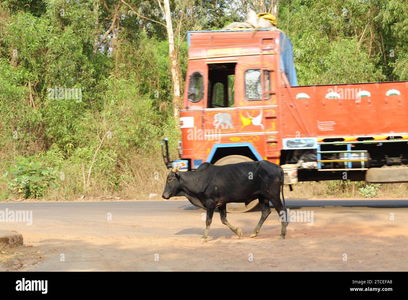 a cow or cattle as a sacred animal in India cow as a sacred animal in ...