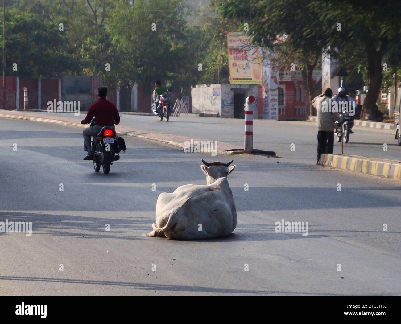 a cow or cattle as a sacred animal in India cow as a sacred animal in ...