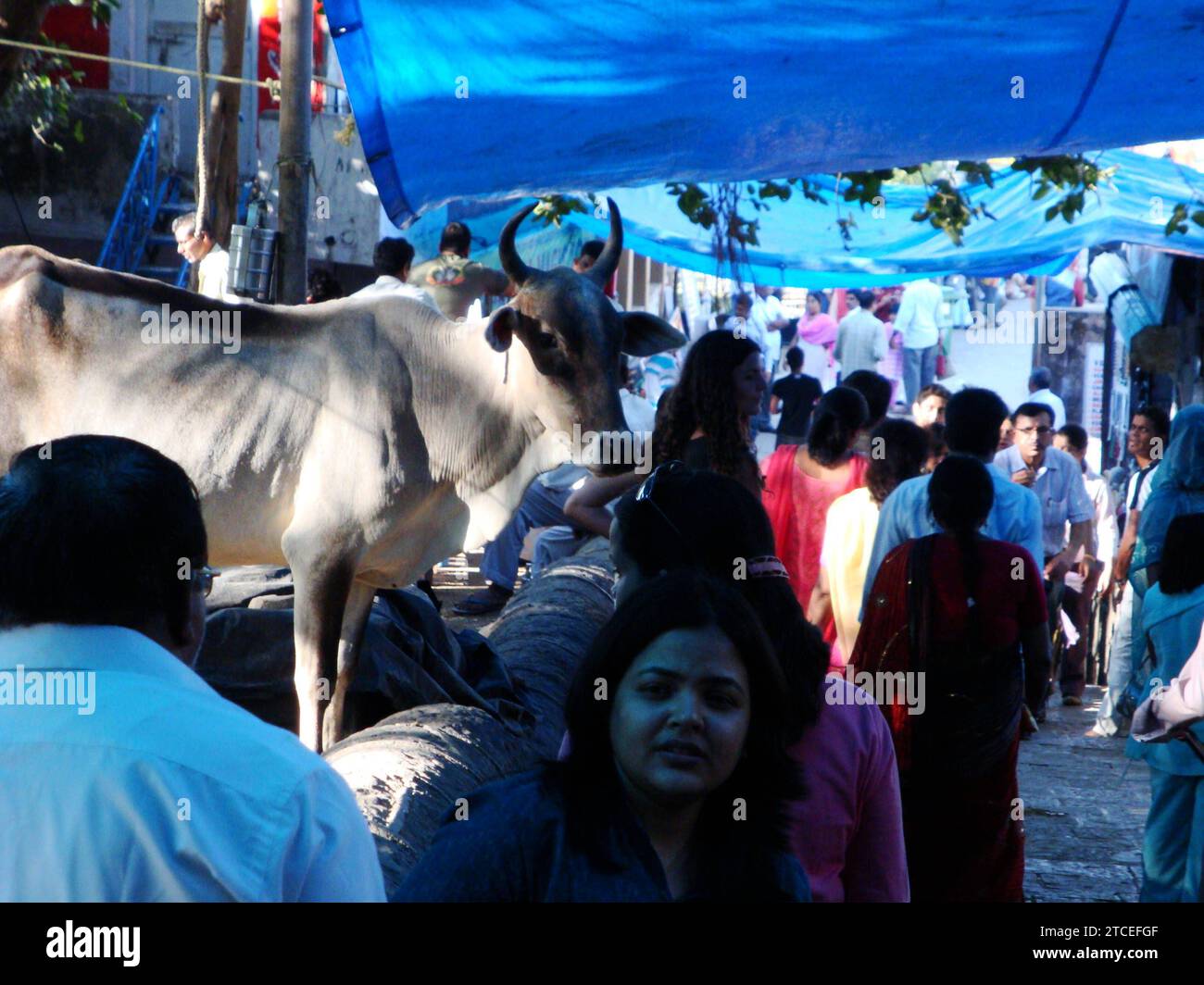 a cow or cattle as a sacred animal in India cow as a sacred animal in ...