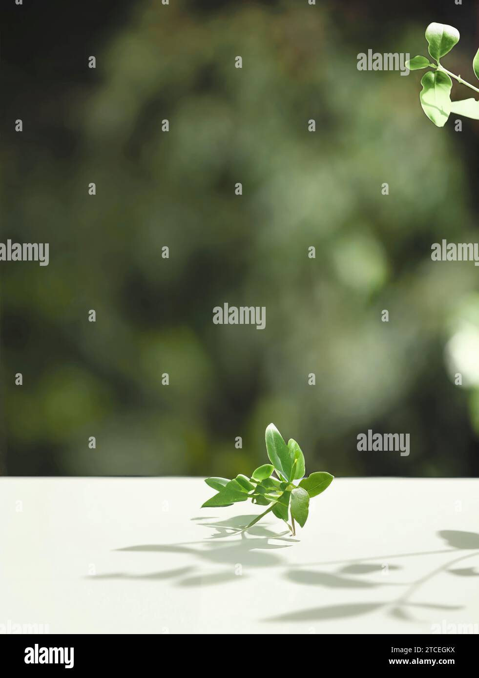 Product branding backdrops, Commercial product photography backdrop ...