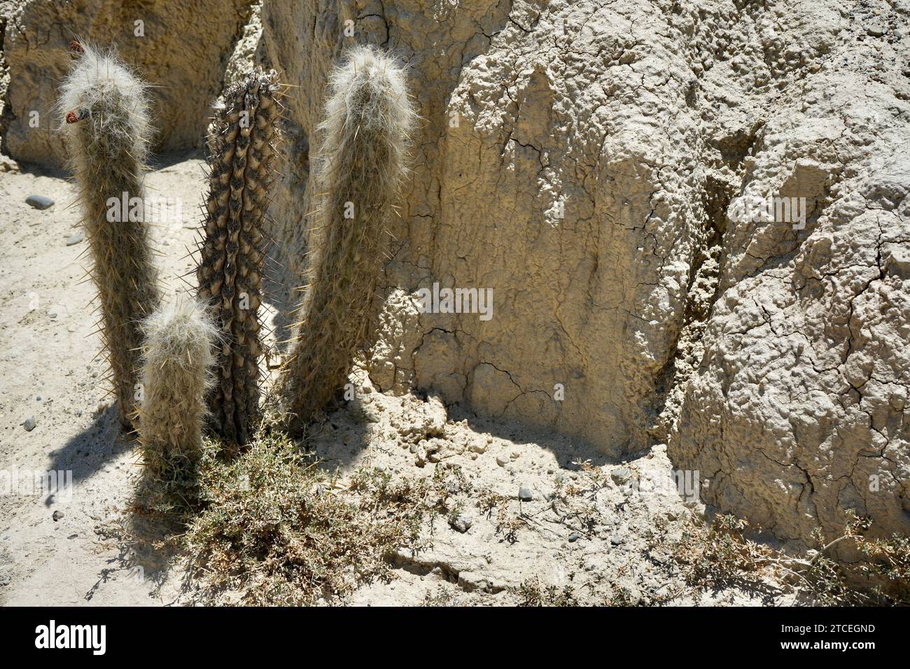 Cactus Plants at Valle de la Luna, La Paz, Bolivia Stock Photo - Alamy