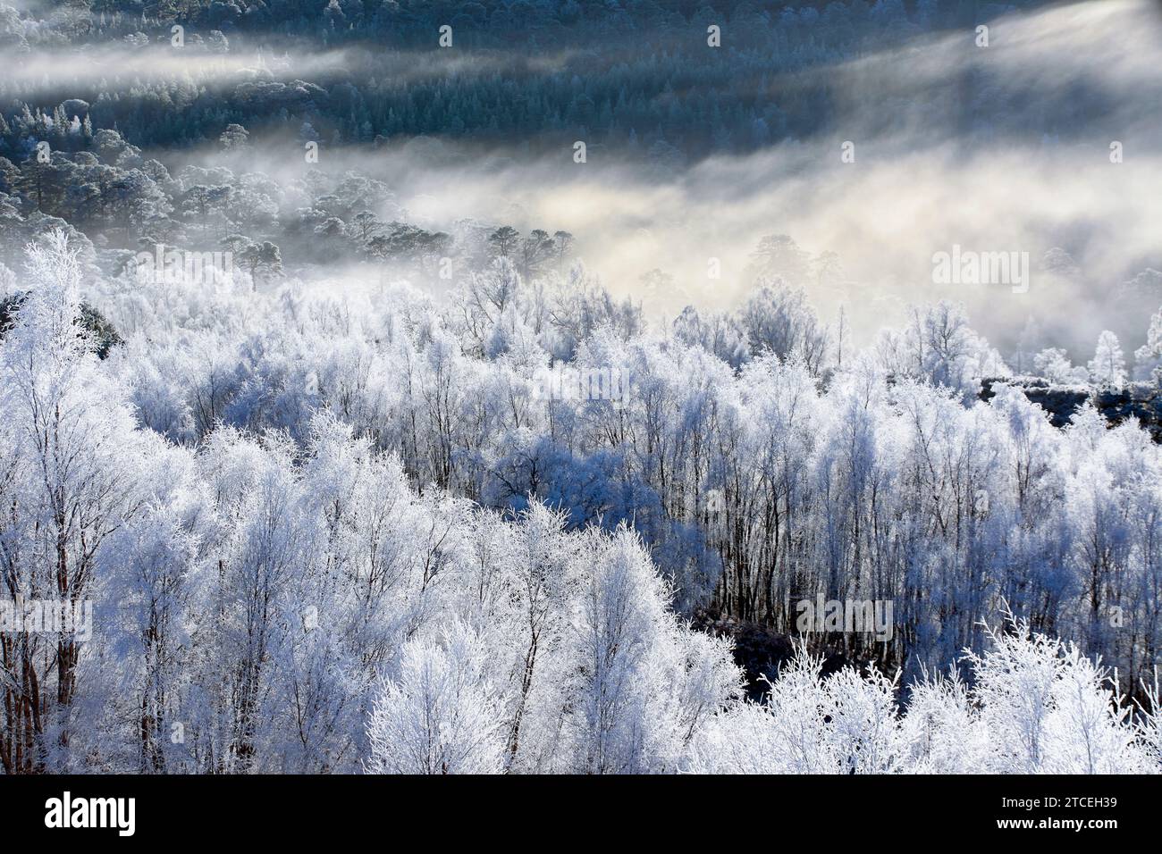 Glen Affric Cannich Scotland an early winter morning with sunshine mist ...