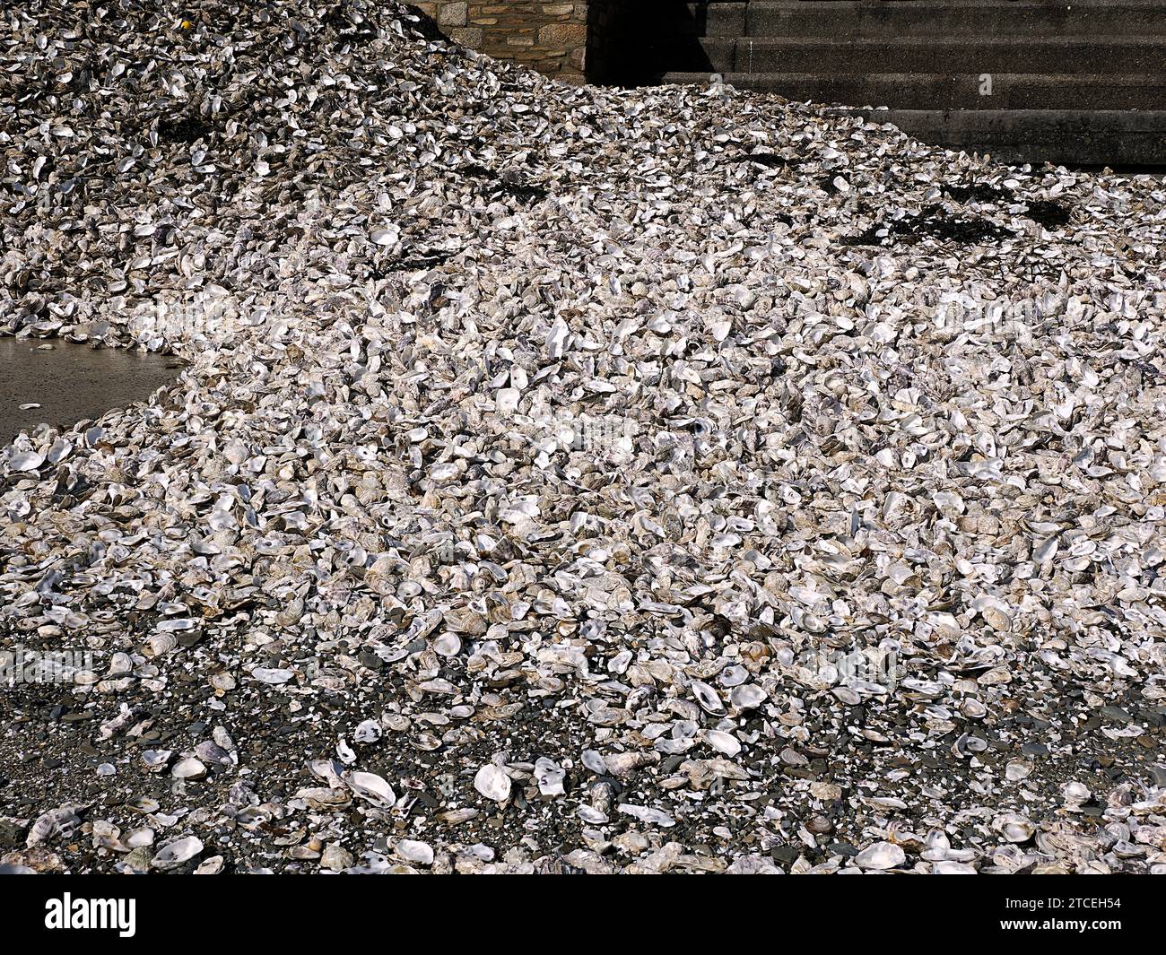 Oyster in shell hi-res stock photography and images - Alamy