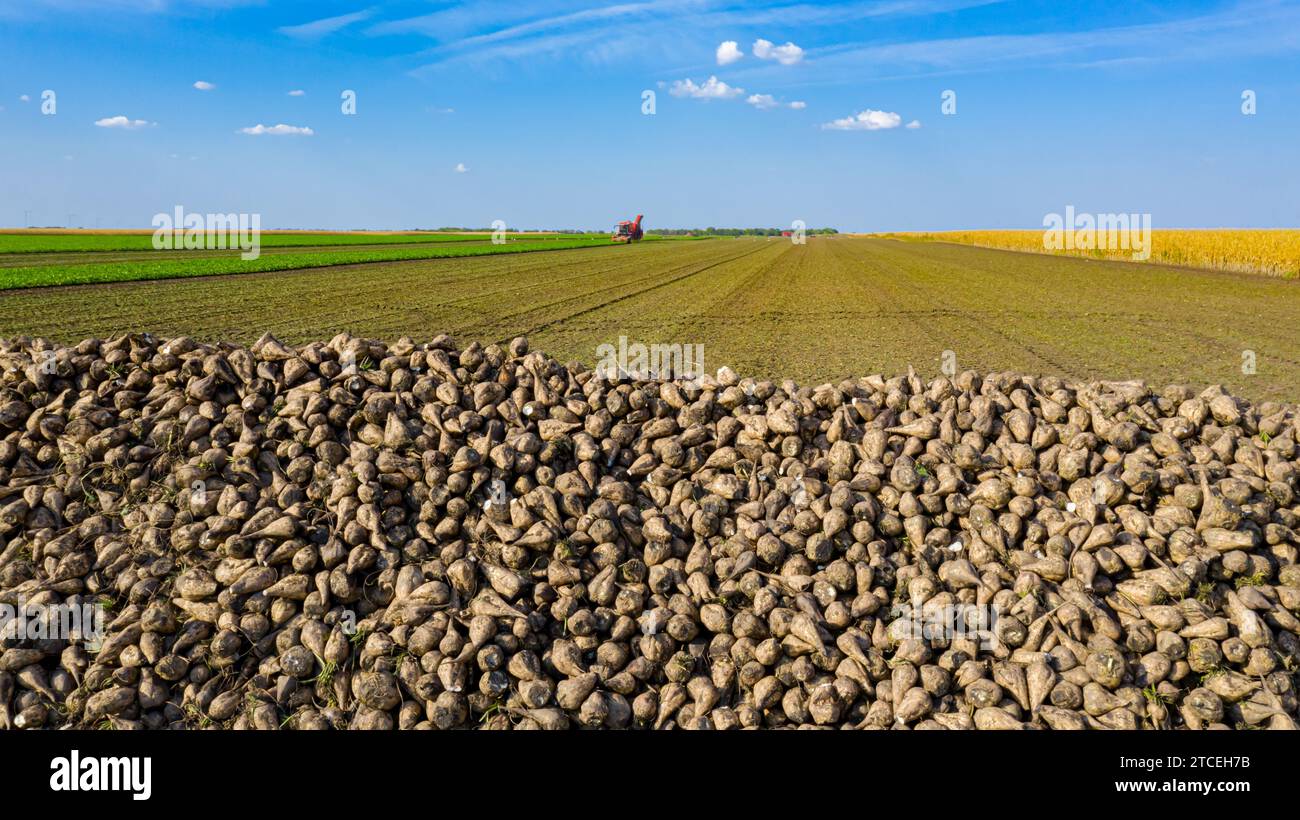 Above view on sugar beet stacked in large pile, in background ...