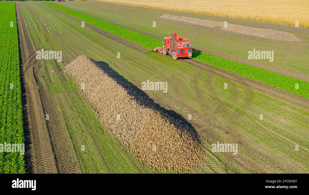 Above view on sugar beet stacked in large pile, in background ...