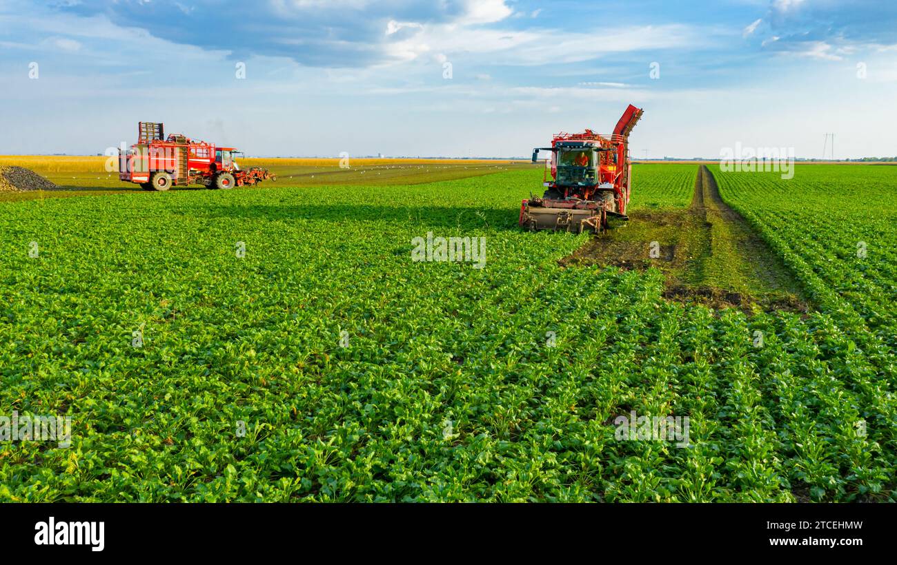 Above view on two agricultural machines, harvesters as cutting and ...