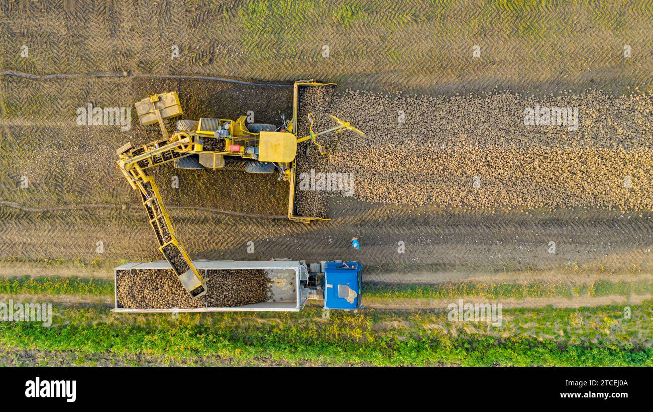 Above top view, on agricultural machine, beet loader as transferring ...