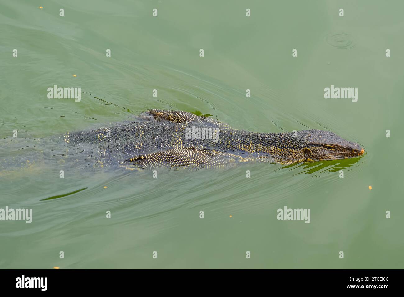 Monitor lizard swims in a pond in a city park in Thailand Stock Photo ...