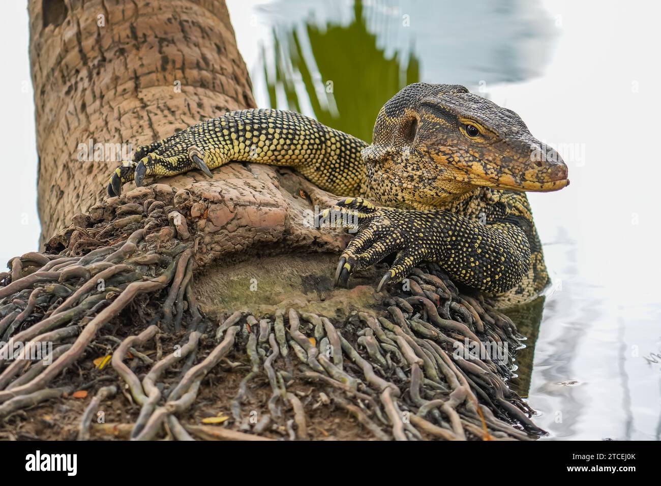Monitor lizard on the shore climbed out of the pond onto the roots of a ...