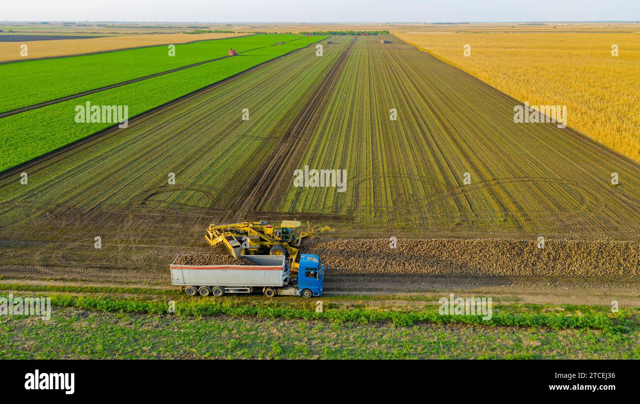 Above view, on agricultural machine, beet loader as transferring ...