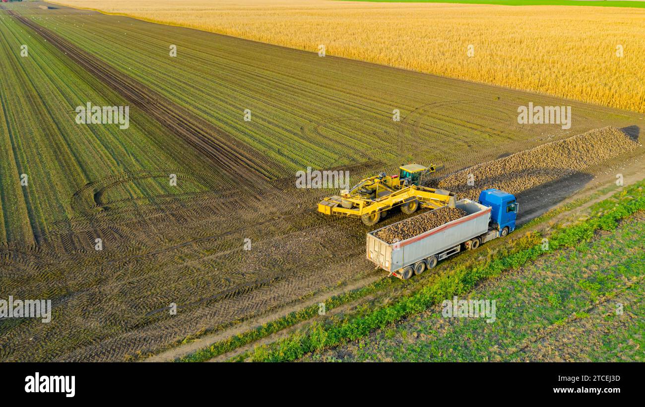 Above view, on agricultural machine, beet loader as transferring ...