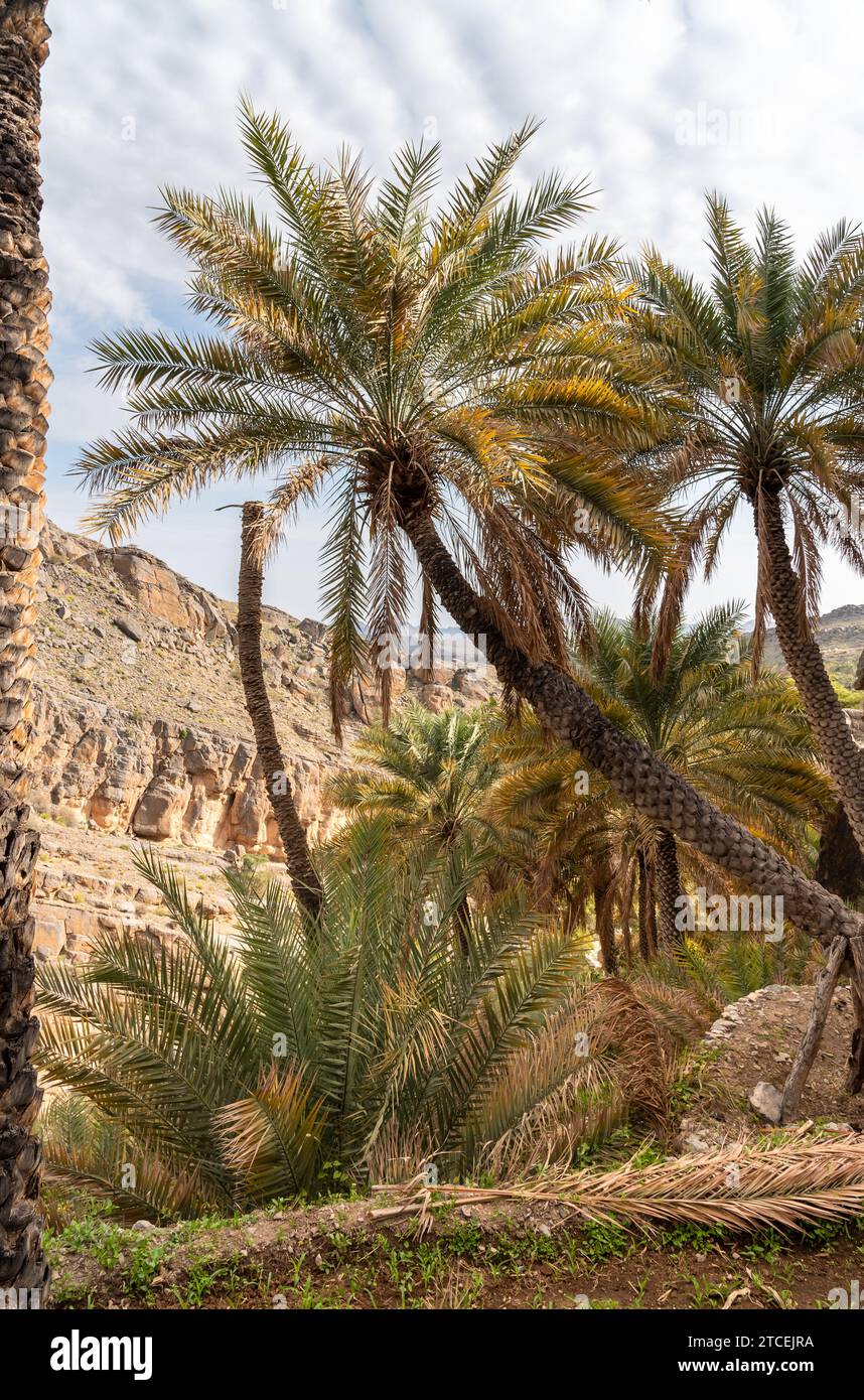 Palm trees oasis at Misfah al Abriyyin or Misfat Al Abriyeen village ...