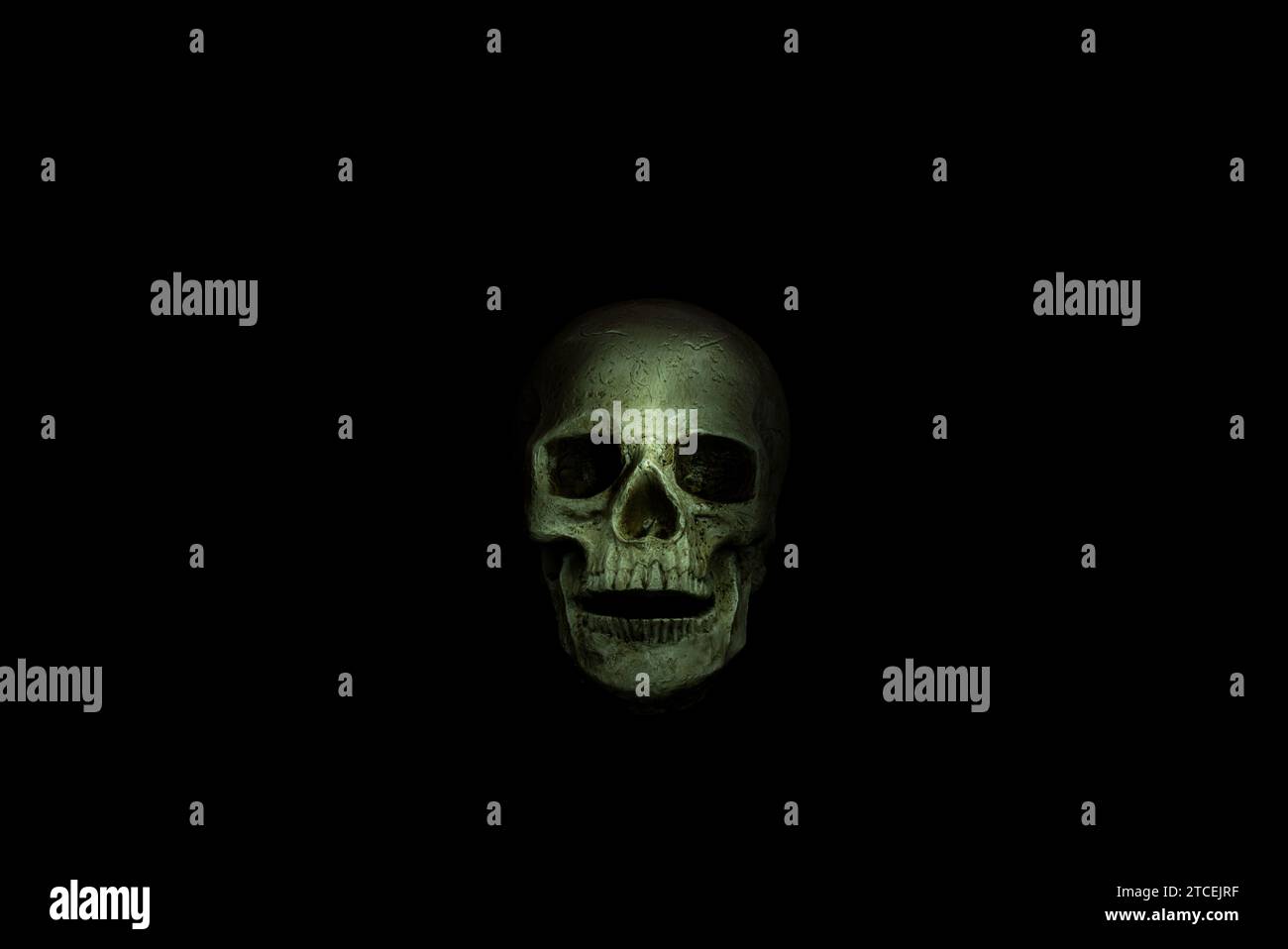 Realistic skull decoration centered in the frame, directly facing the ...