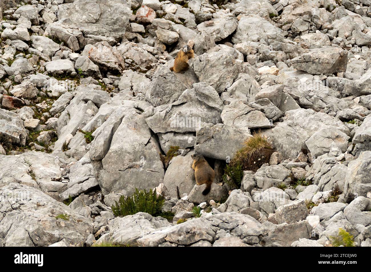Two alpine marmots (Marmota marmota) in high mountains in Bavaria ...
