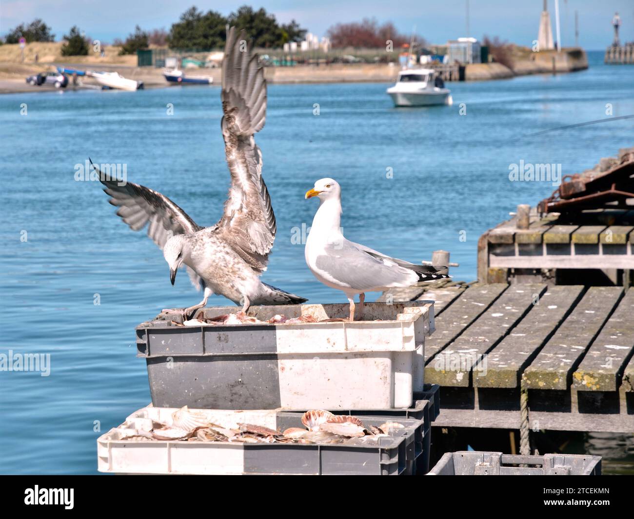 Closeup herring gulls (Larus argentatus) in the fishing box with ...