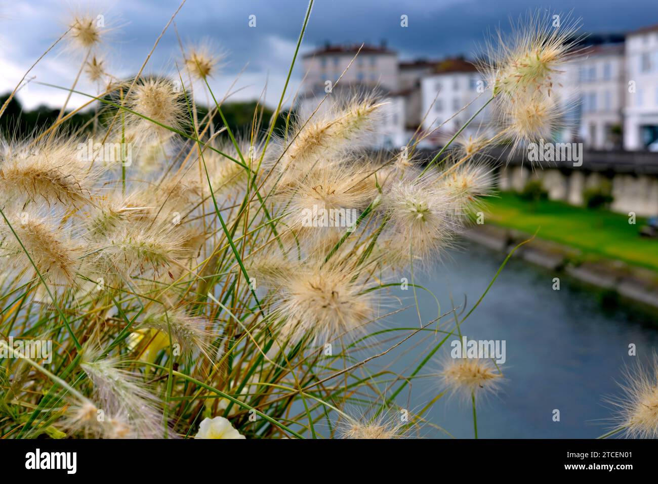 Gold grass hi-res stock photography and images - Alamy