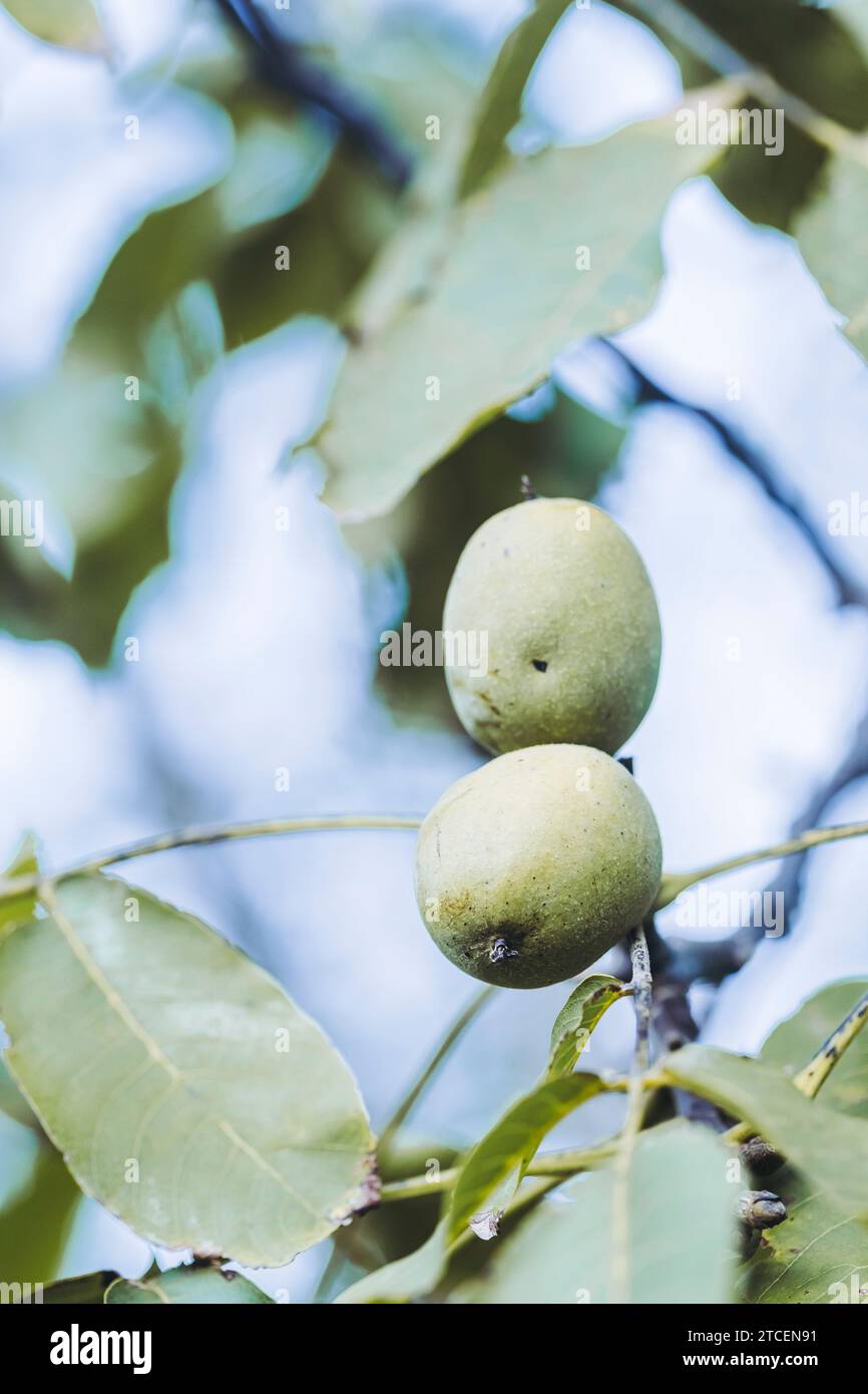 Walnuts in their green shells on a walnut tree Stock Photo - Alamy