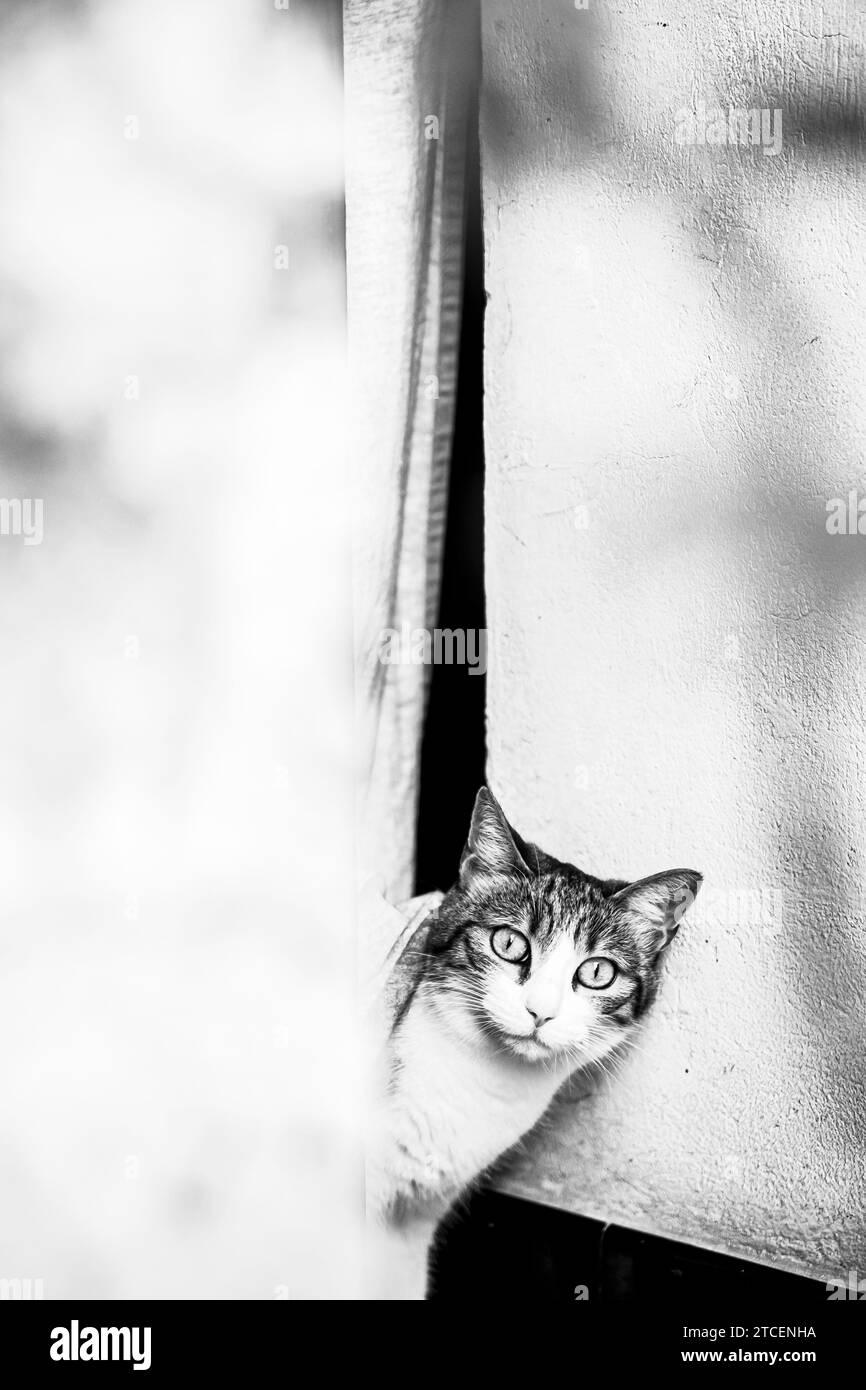 Cat through cat door Black and White Stock Photos & Images - Alamy