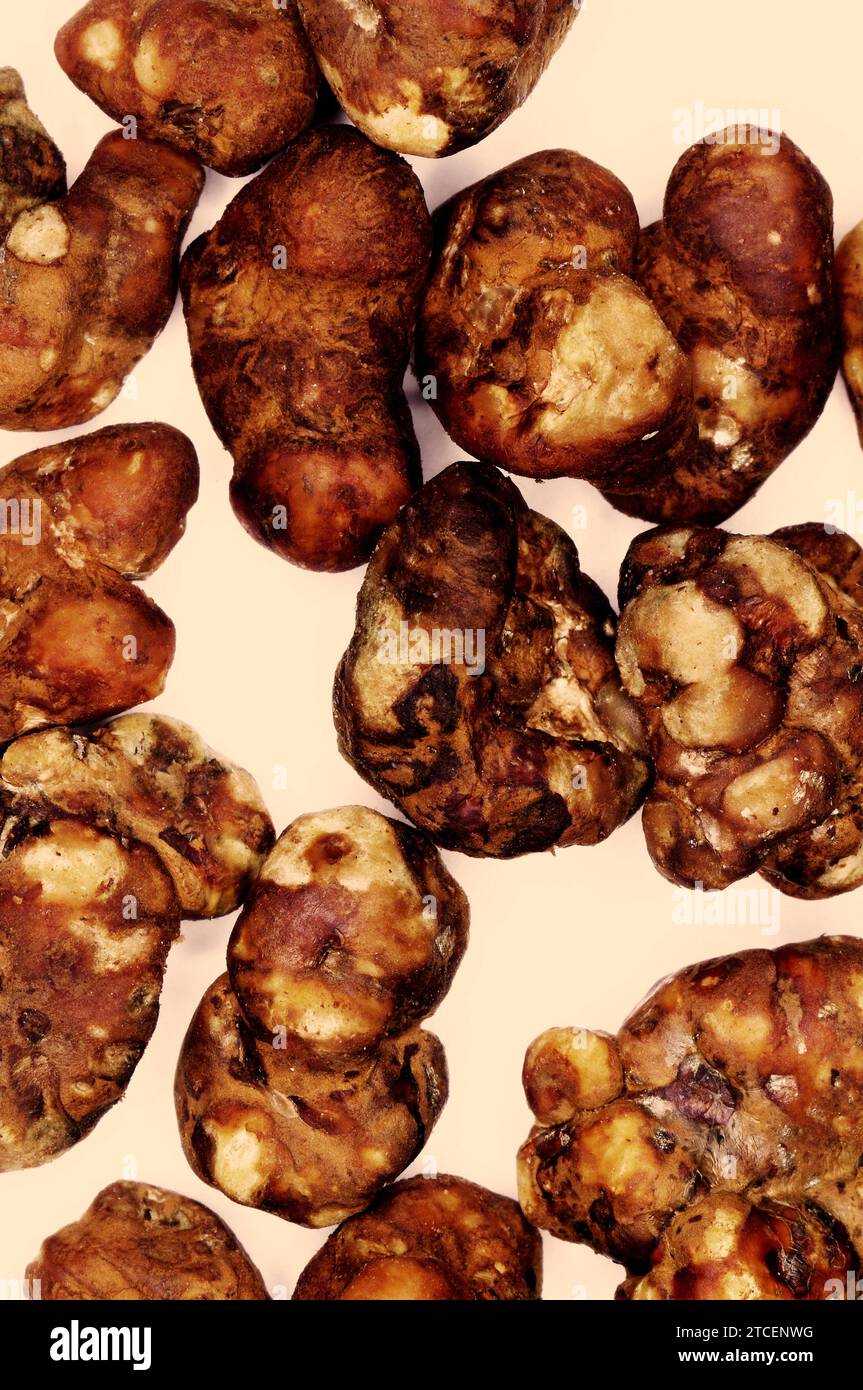 Magic Truffles [Sclerotia of Psilocybin Mushrooms] - MAGIC MUSHROOMS ...