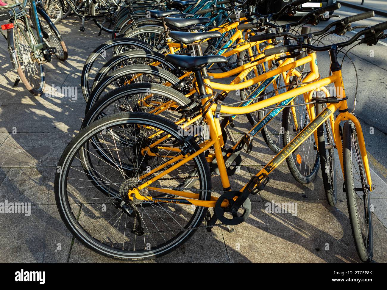 Porto, Portugal - 30 November 2023: Yellow bikes to rent. Bikes aligned ...