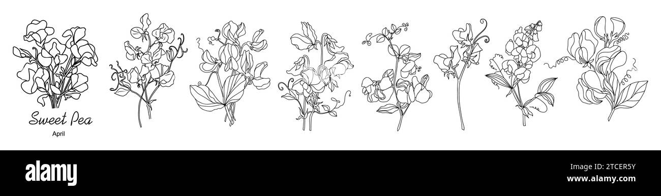 Sweet Pea April Birth Month flowers line art Stock Vector Image & Art ...