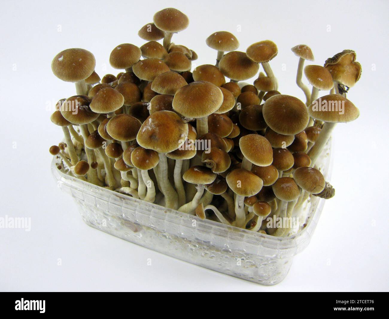 PSILOCYBE CUBENSIS ‘MAGIC MUSHROOMS’ Stock Photo - Alamy
