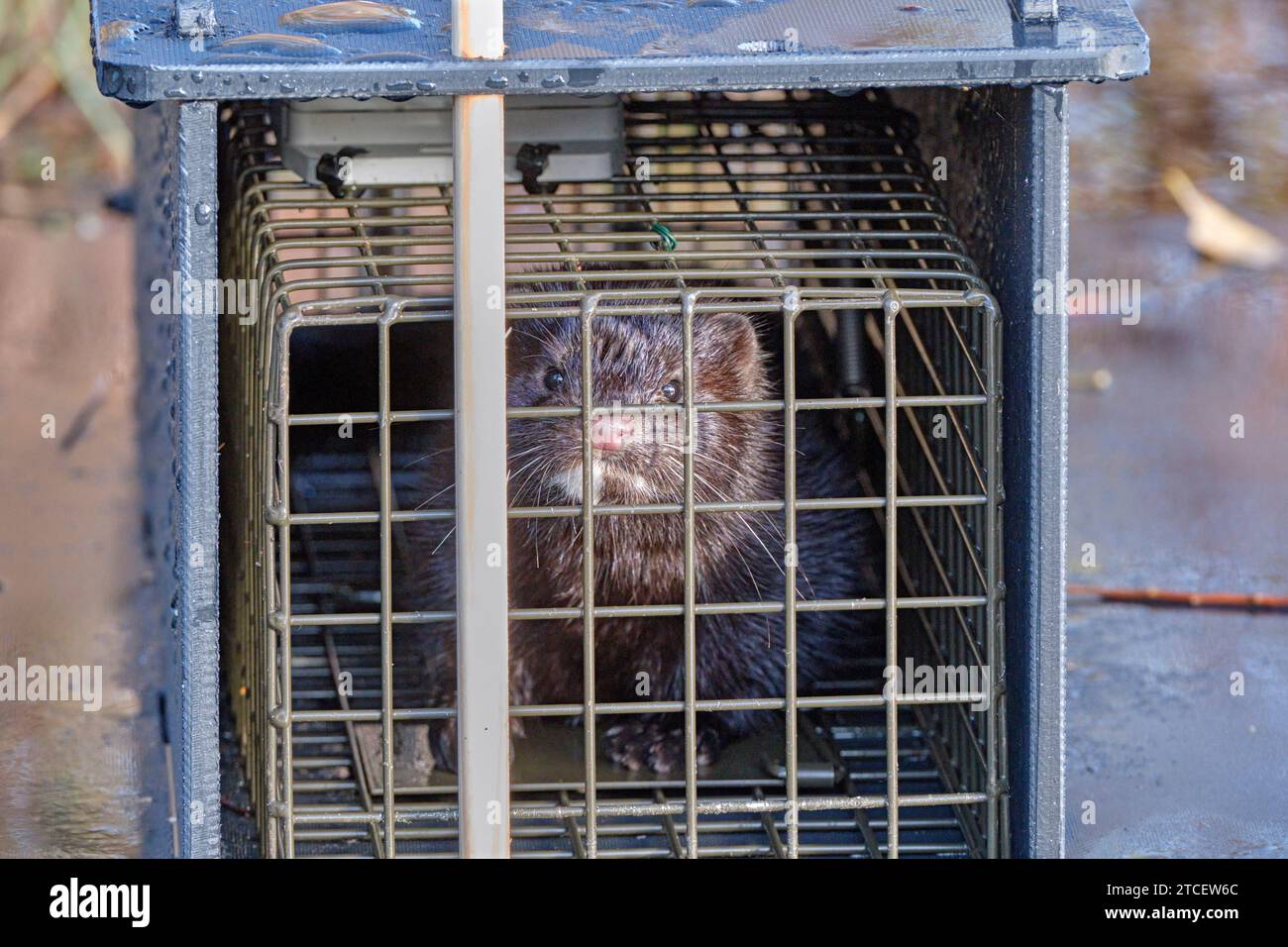 Mink caught in a trap on a nature reserve lake. Part of a project to ...