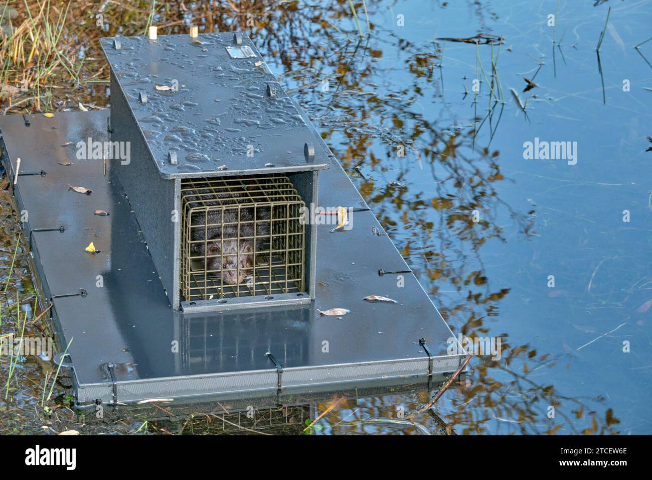 Mink caught in a trap. Part of a Waterlife Recovery Trust project to ...
