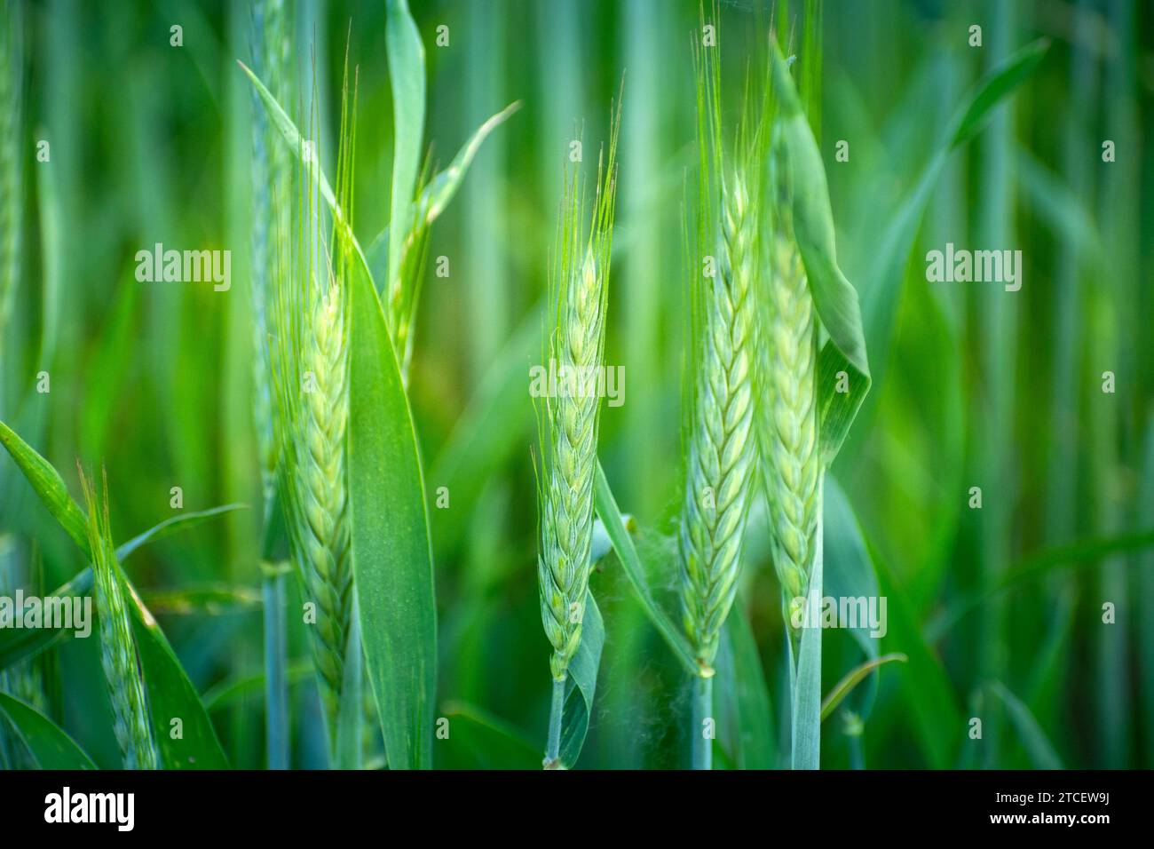 Ear of grain hi-res stock photography and images - Alamy